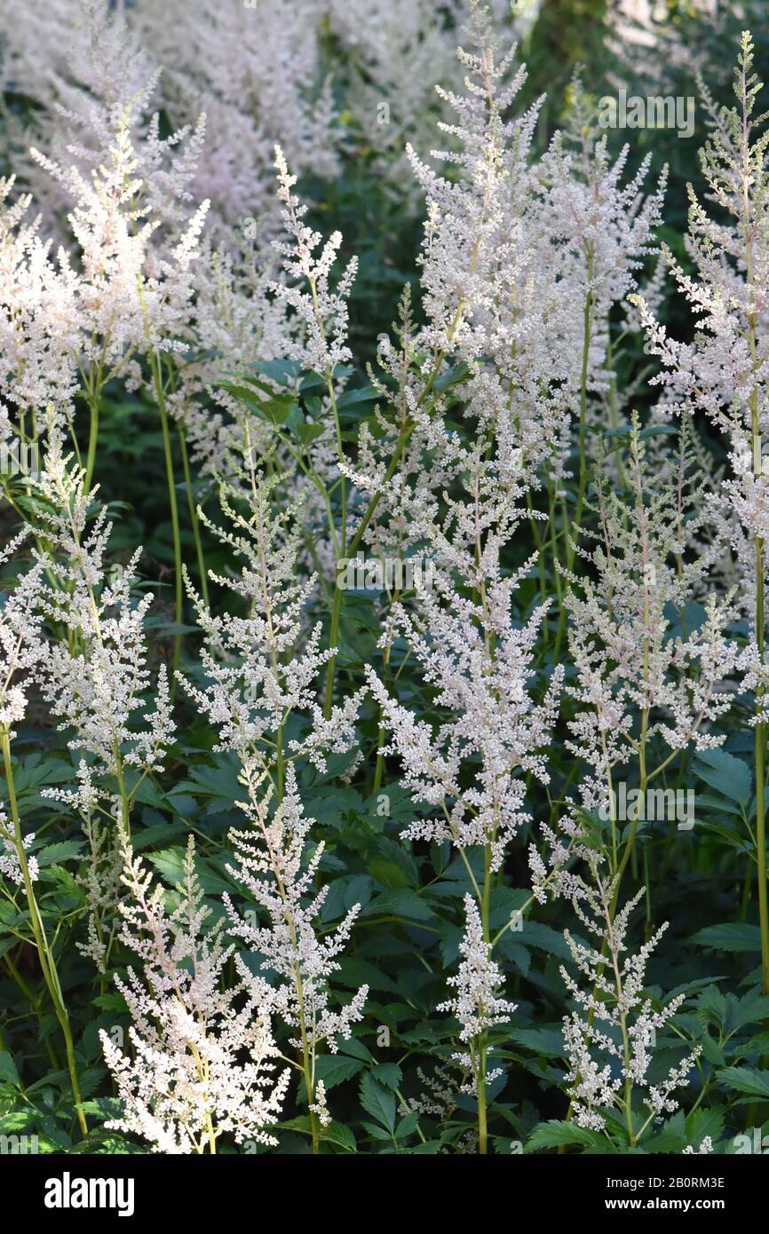 White astilbe flowering in a shady garden Stock Photo - Alamy
