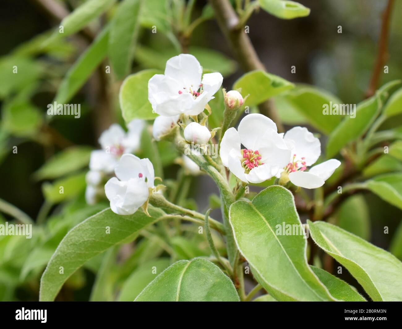 Branch of pear tree with white flowers in spring Stock Photo - Alamy