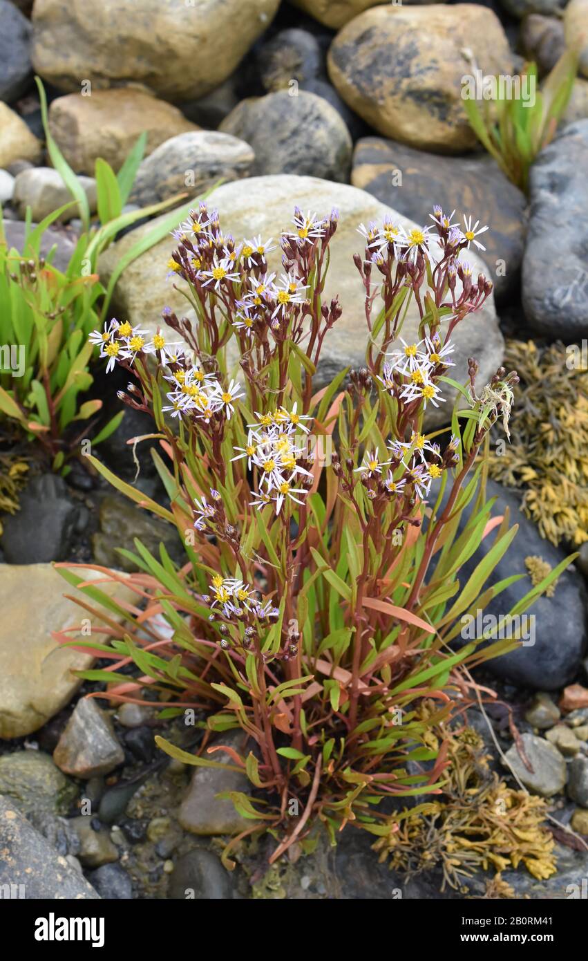 Seashore aster Tripolium pannonicum flowering with purple flowers on a ...