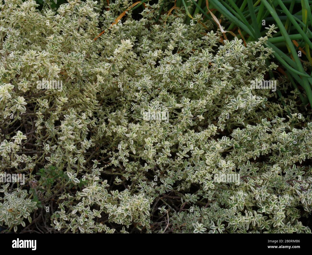 Silver edge thyme hi-res stock photography and images - Alamy