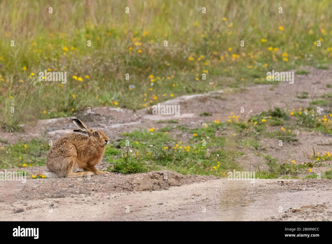 Cautious animals hi-res stock photography and images - Alamy