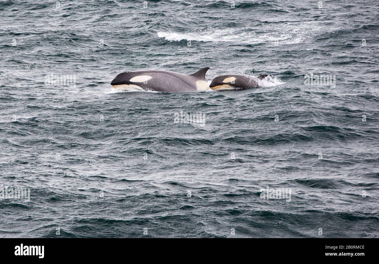 Orca austral hi-res stock photography and images - Alamy