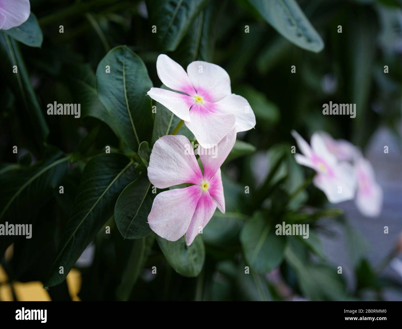 Light pink periwinkle hi-res stock photography and images - Alamy
