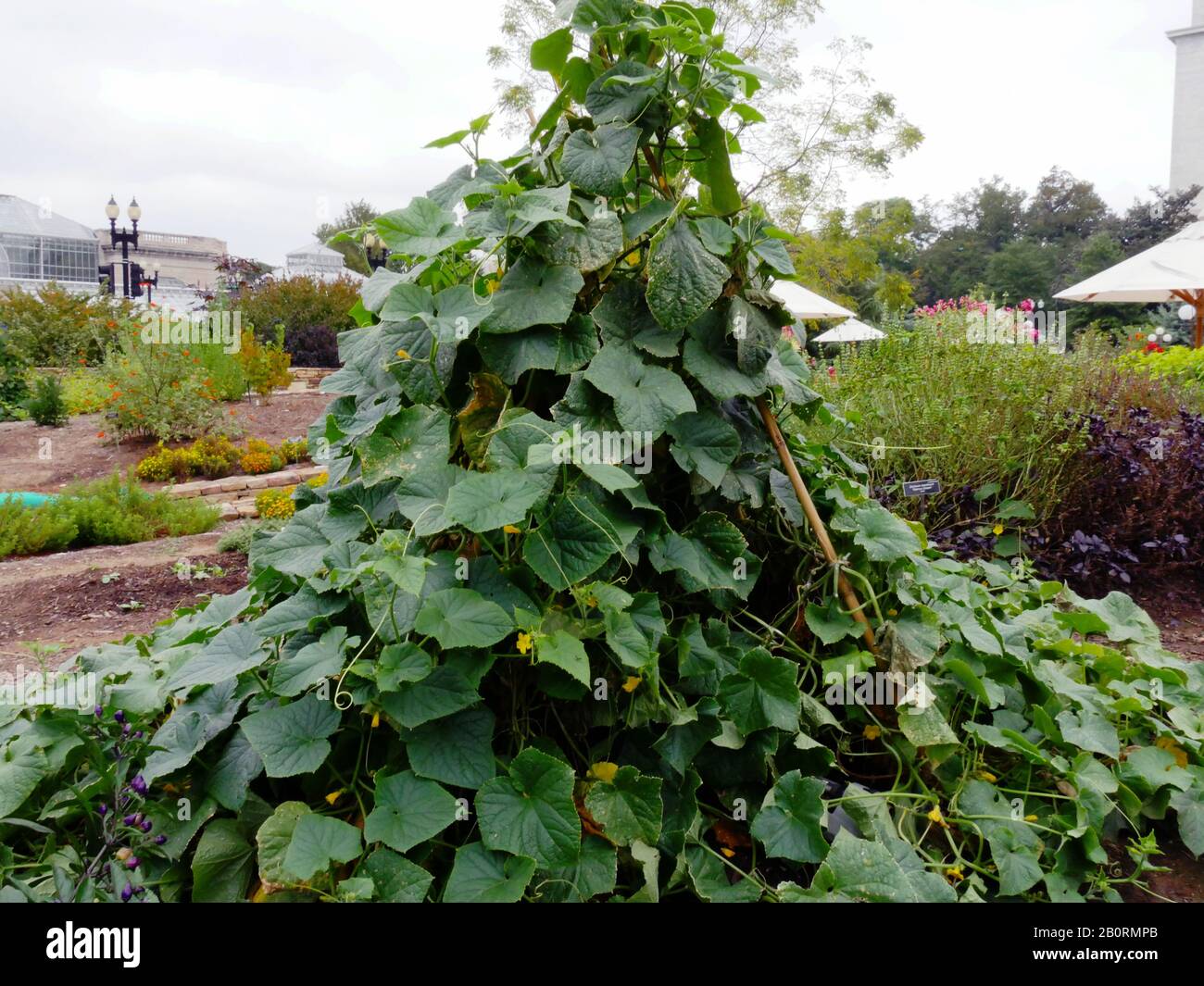 Crawling vines hi-res stock photography and images - Alamy