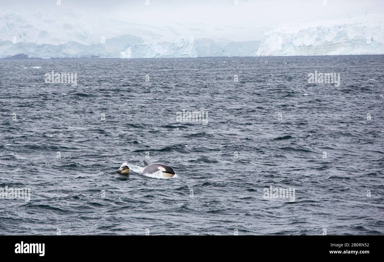 Antarctic Killer Whales Orcinus orca near Fournier Bay, Antarctica ...