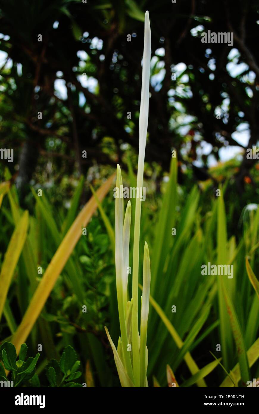 Tall stalks of plants in a garden, soft background Stock Photo - Alamy