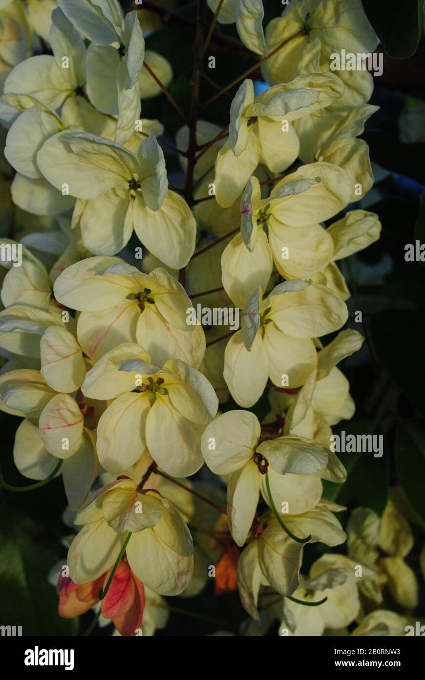 Beautiful strands of light yellow rainbow shower tree flowers Stock ...