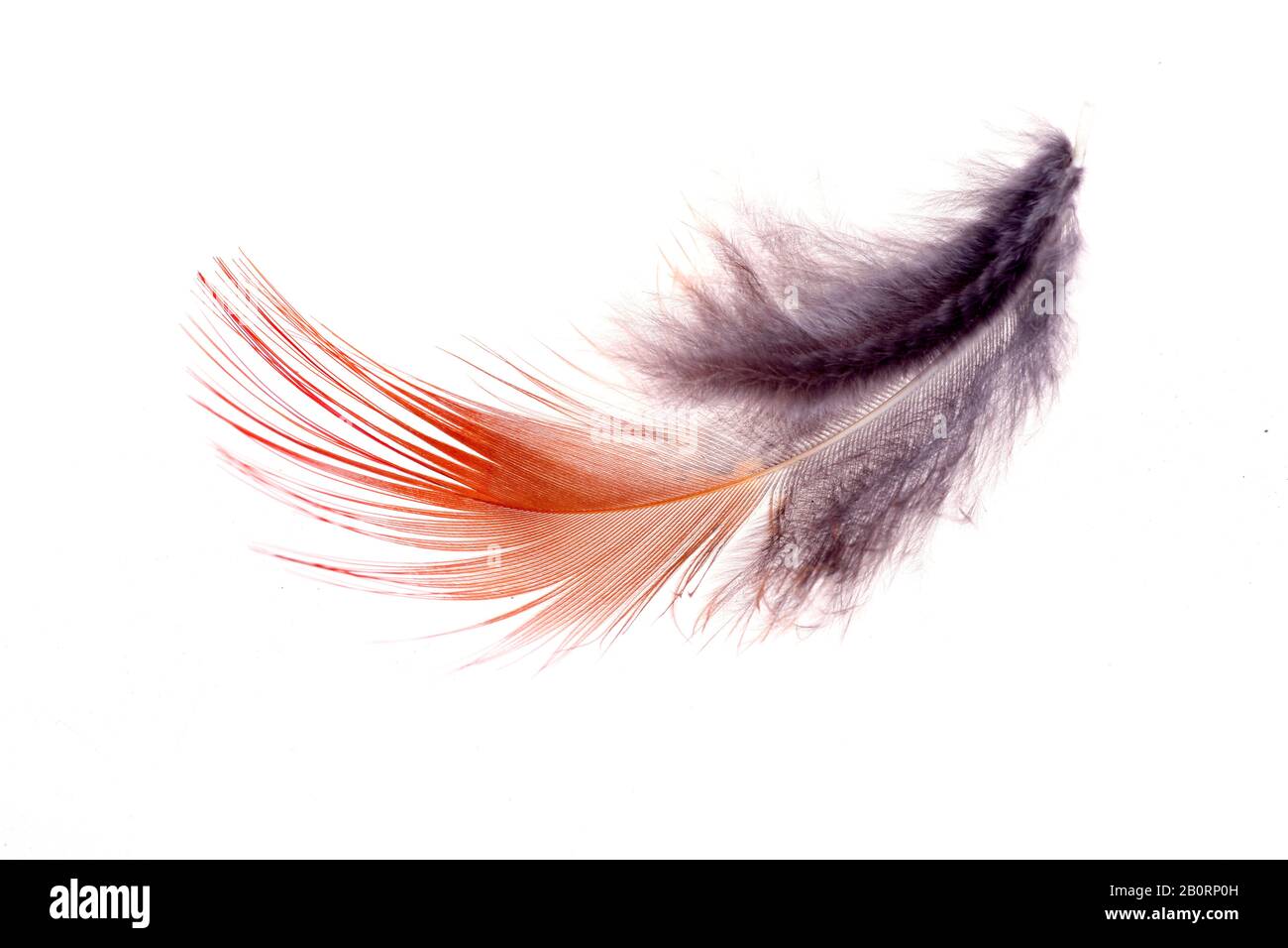 Feathers close up texture Cut Out Stock Images & Pictures - Alamy