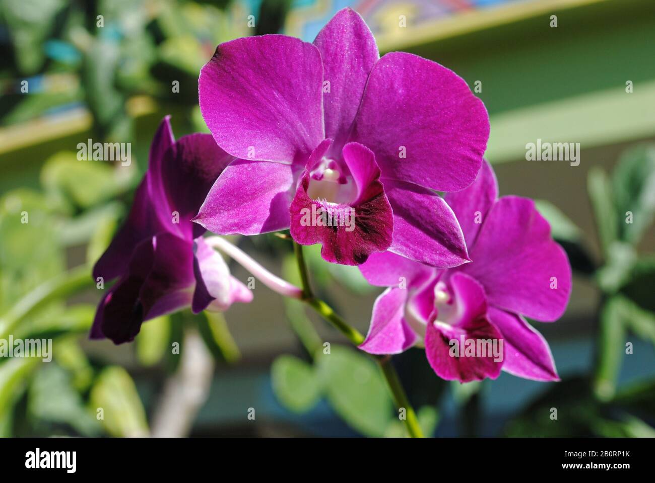 Purple-pinkish orchid flowers, close up Stock Photo - Alamy