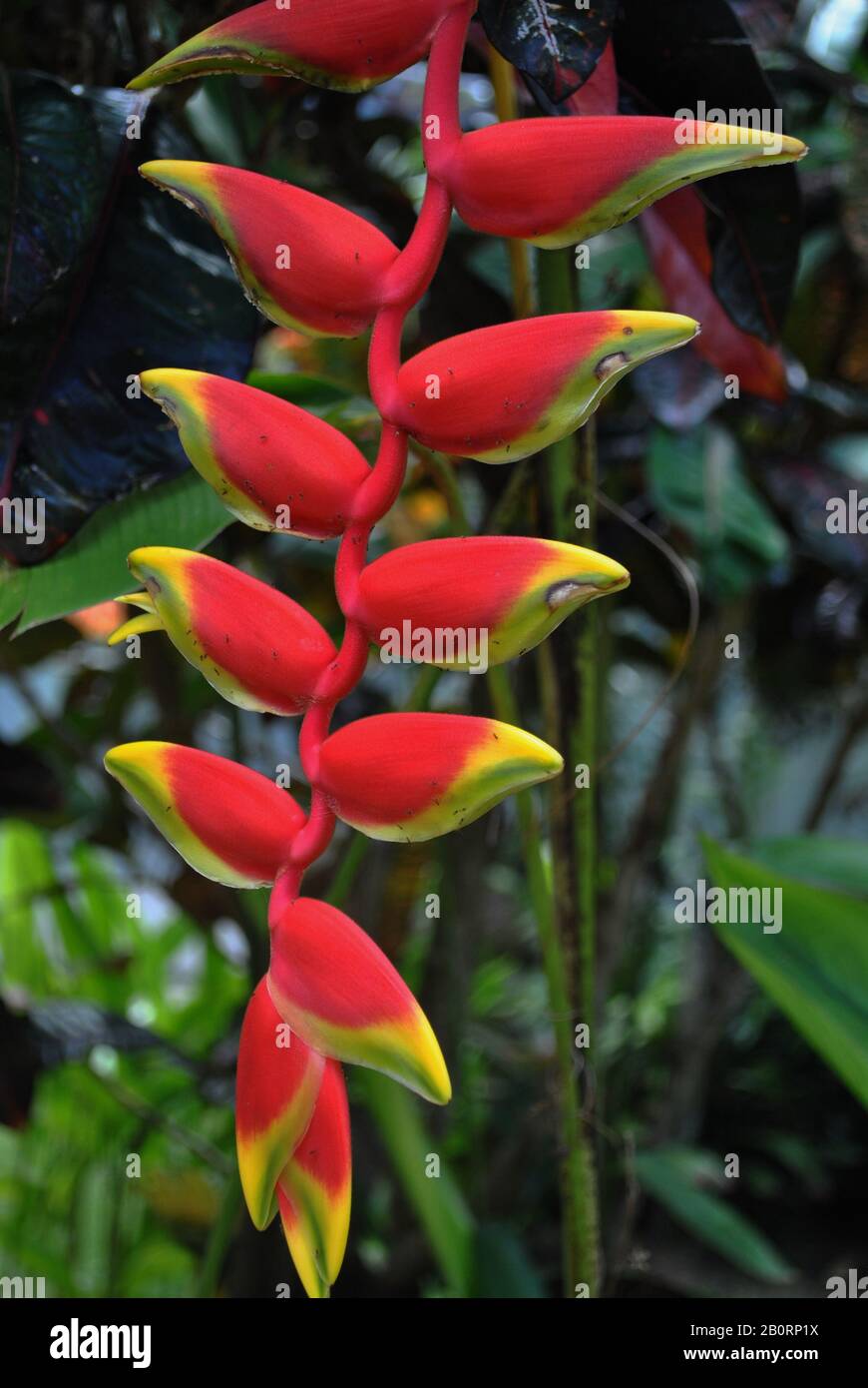 Branch of red strelitzia bird of paradise flowers, soft background ...