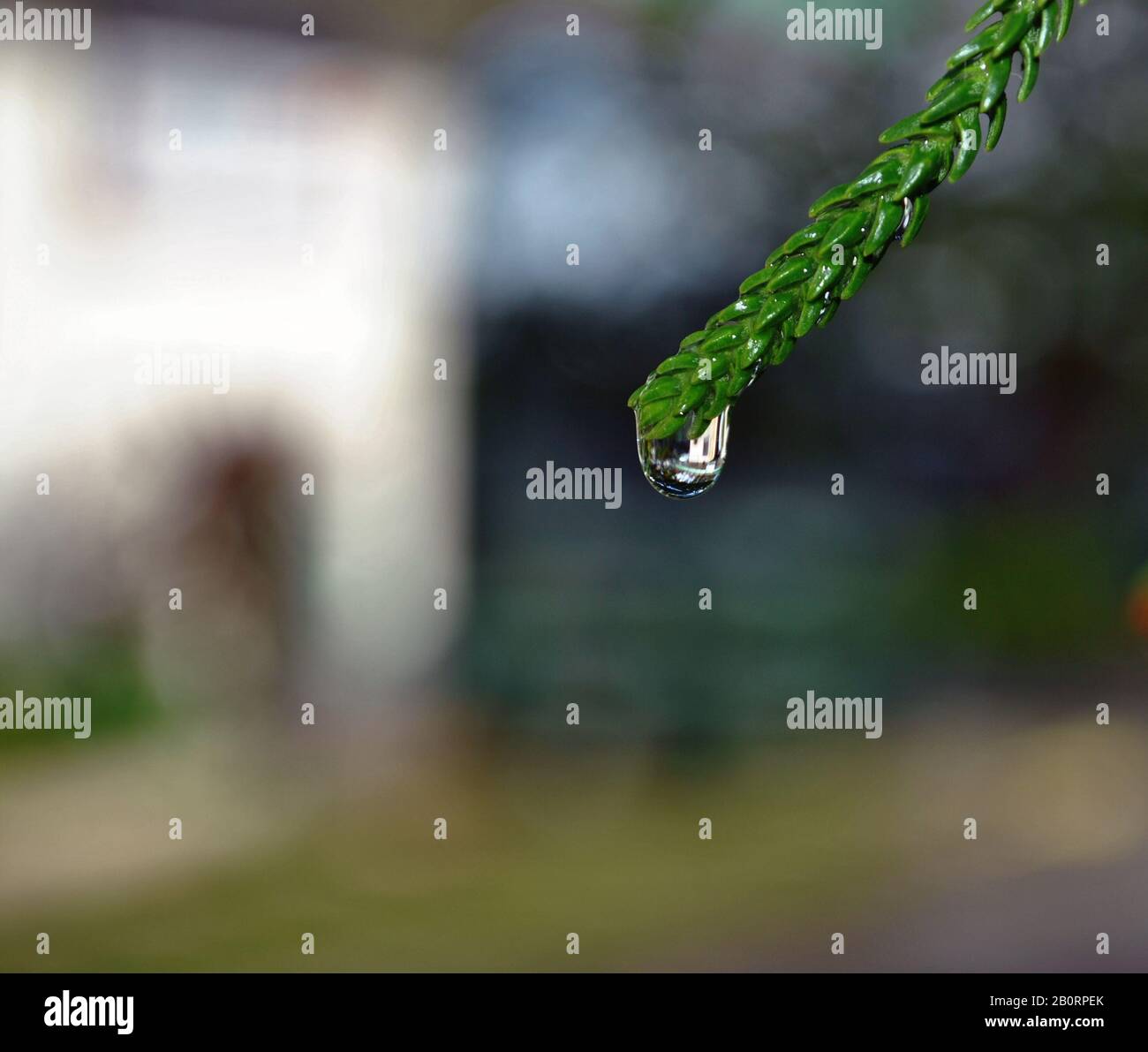 Crystal clear dewdrop about to fall off the tip of a stalk Stock Photo ...