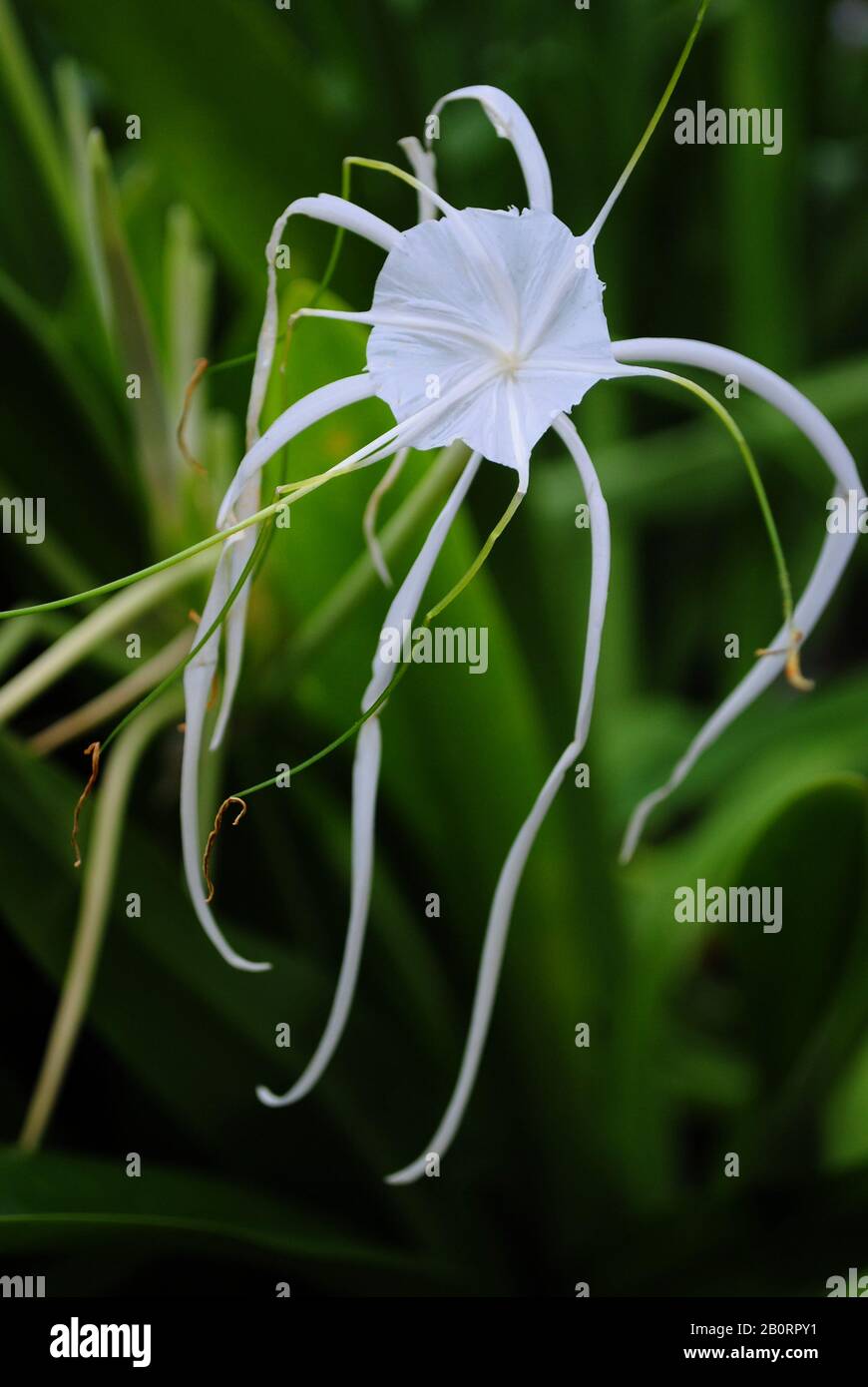 Beautiful single white spider lily flower, soft background Stock Photo ...