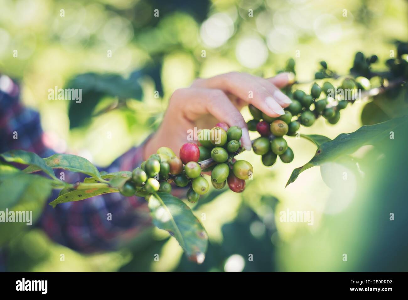 woman hand is harvesting the coffee beans, Picking coffee bean from ...