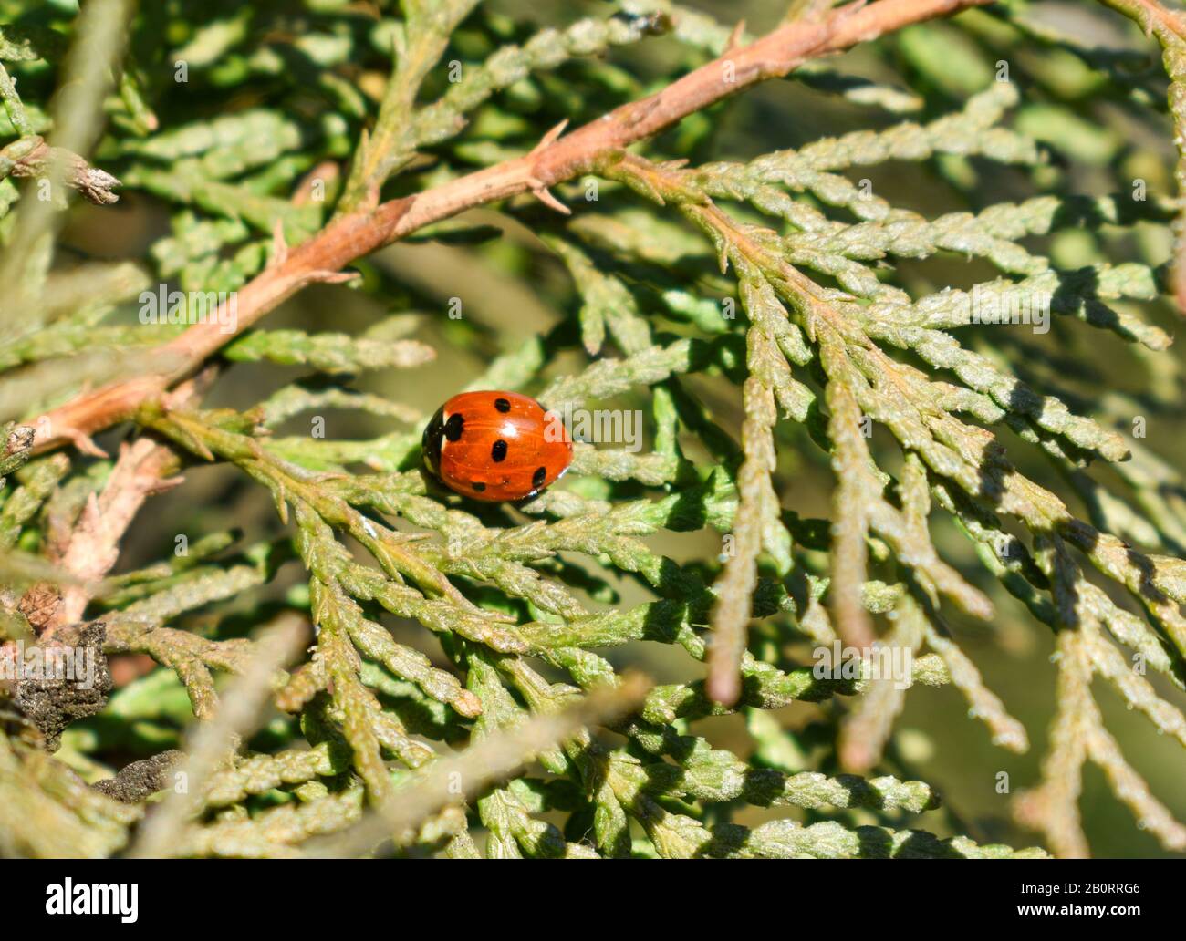 lady bug sitting on pine tree needles, close up background Stock Photo ...
