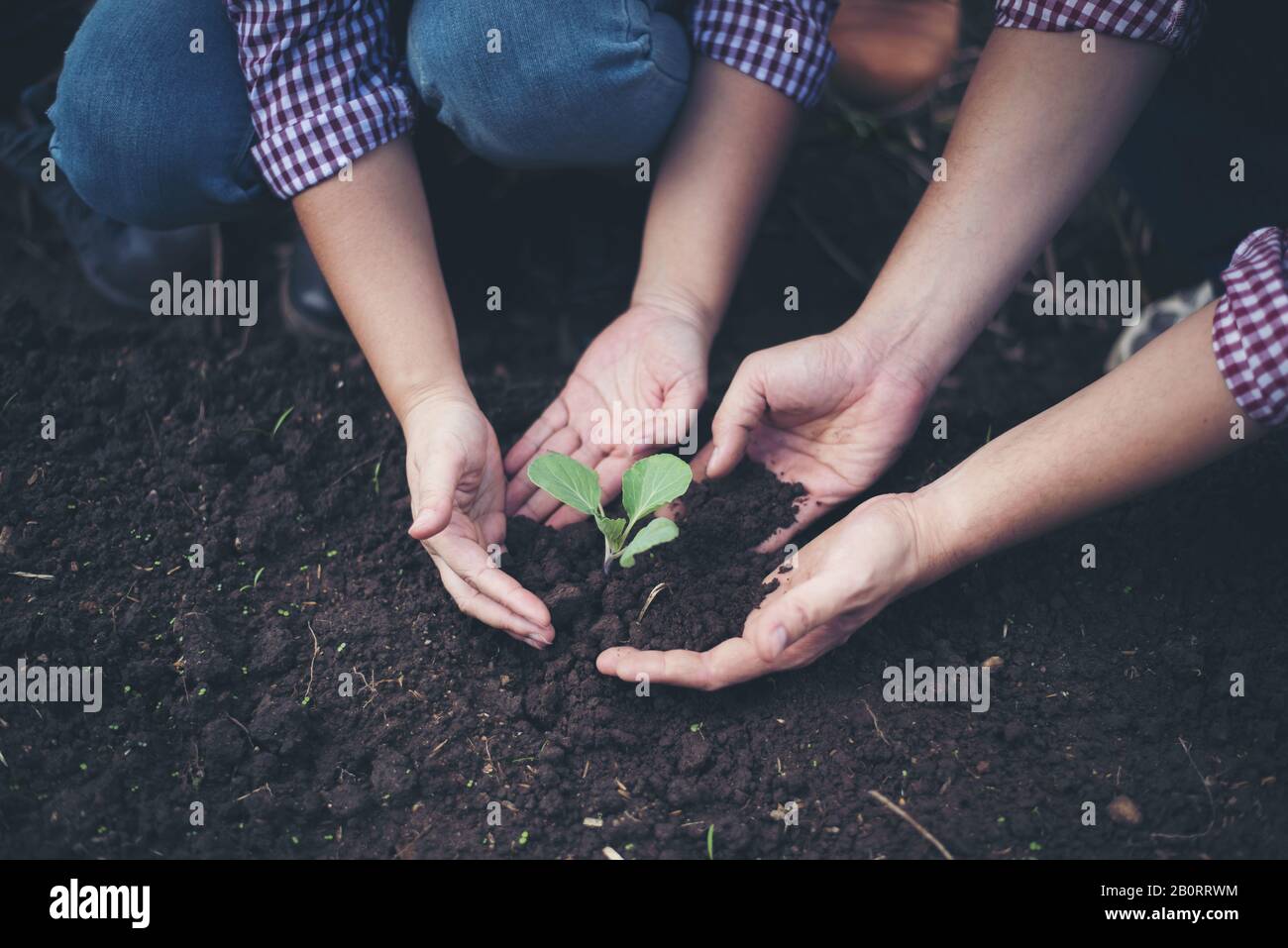 Farmer planting tree In the garden Stock Photo - Alamy