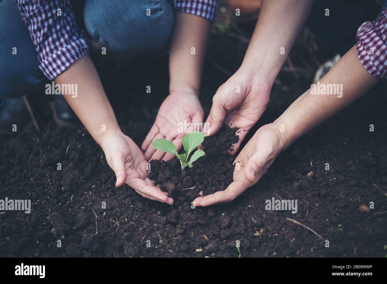 Farmer planting tree In the garden Stock Photo - Alamy