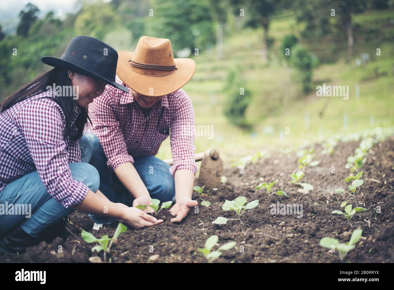 Farmer planting tree In the garden Stock Photo - Alamy