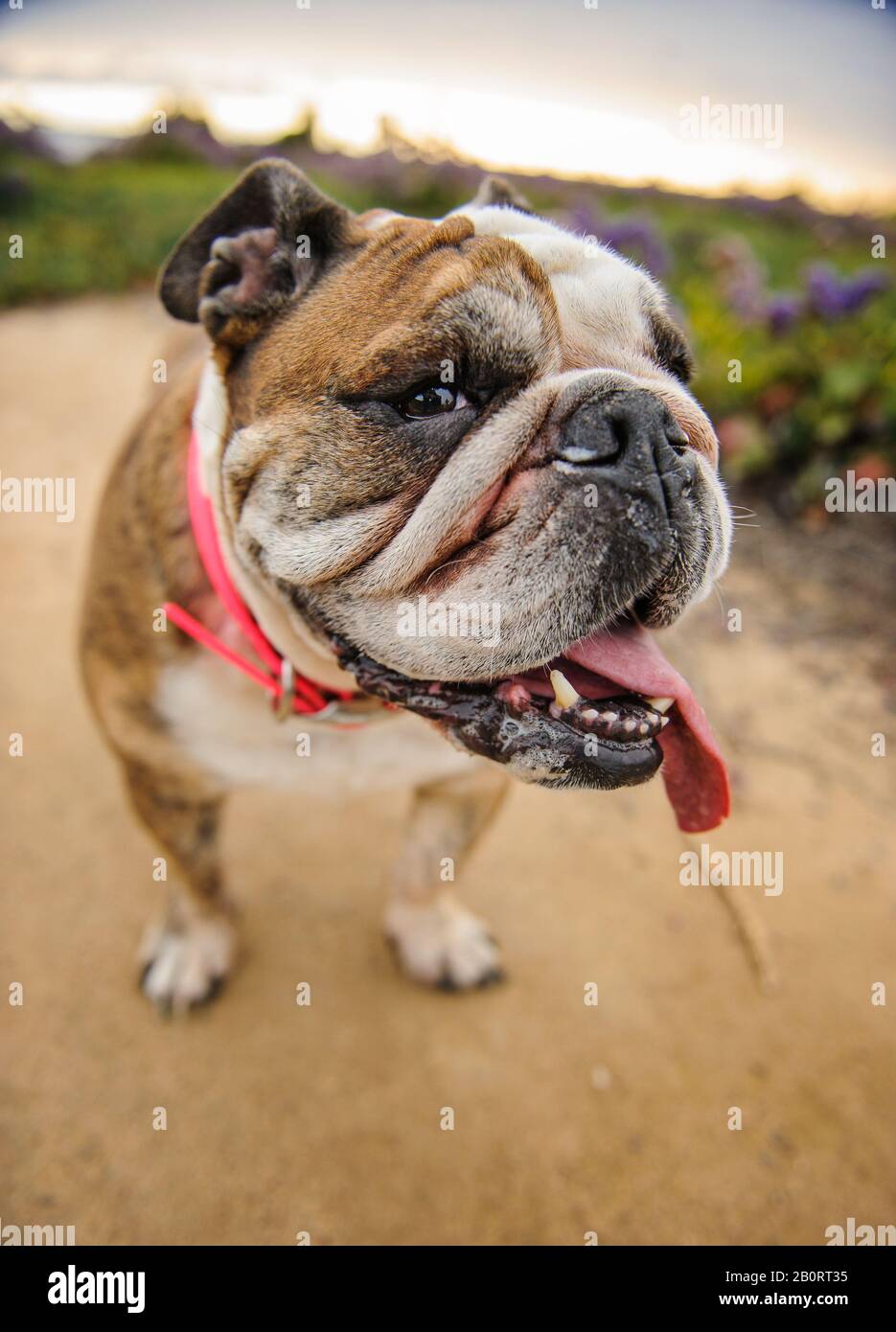 English Bulldog outdoor portrait Stock Photo - Alamy