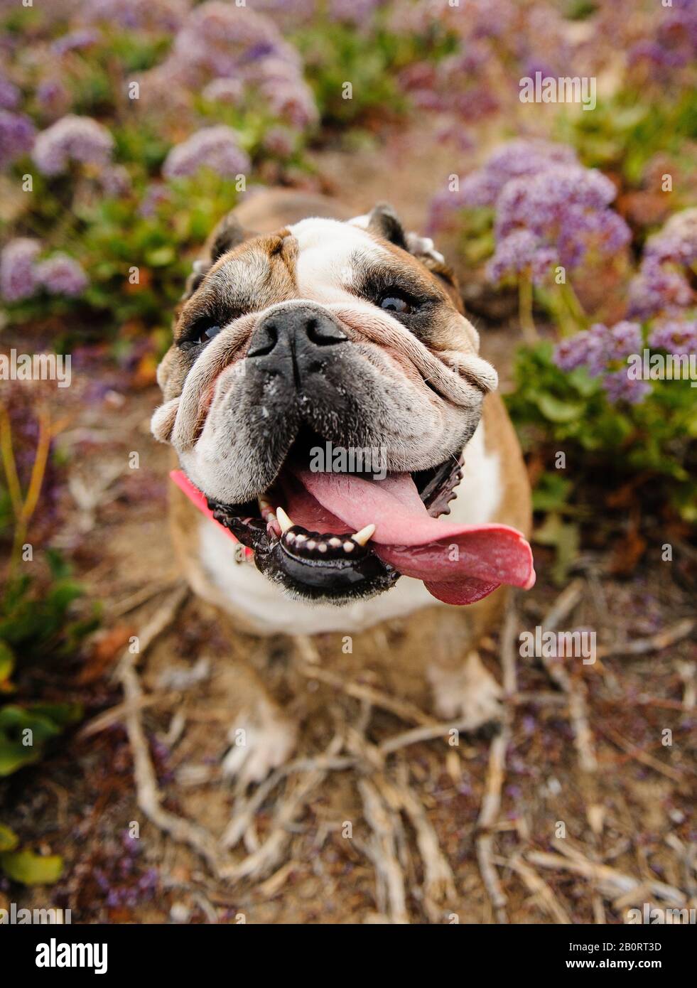English Bulldog outdoor portrait Stock Photo - Alamy
