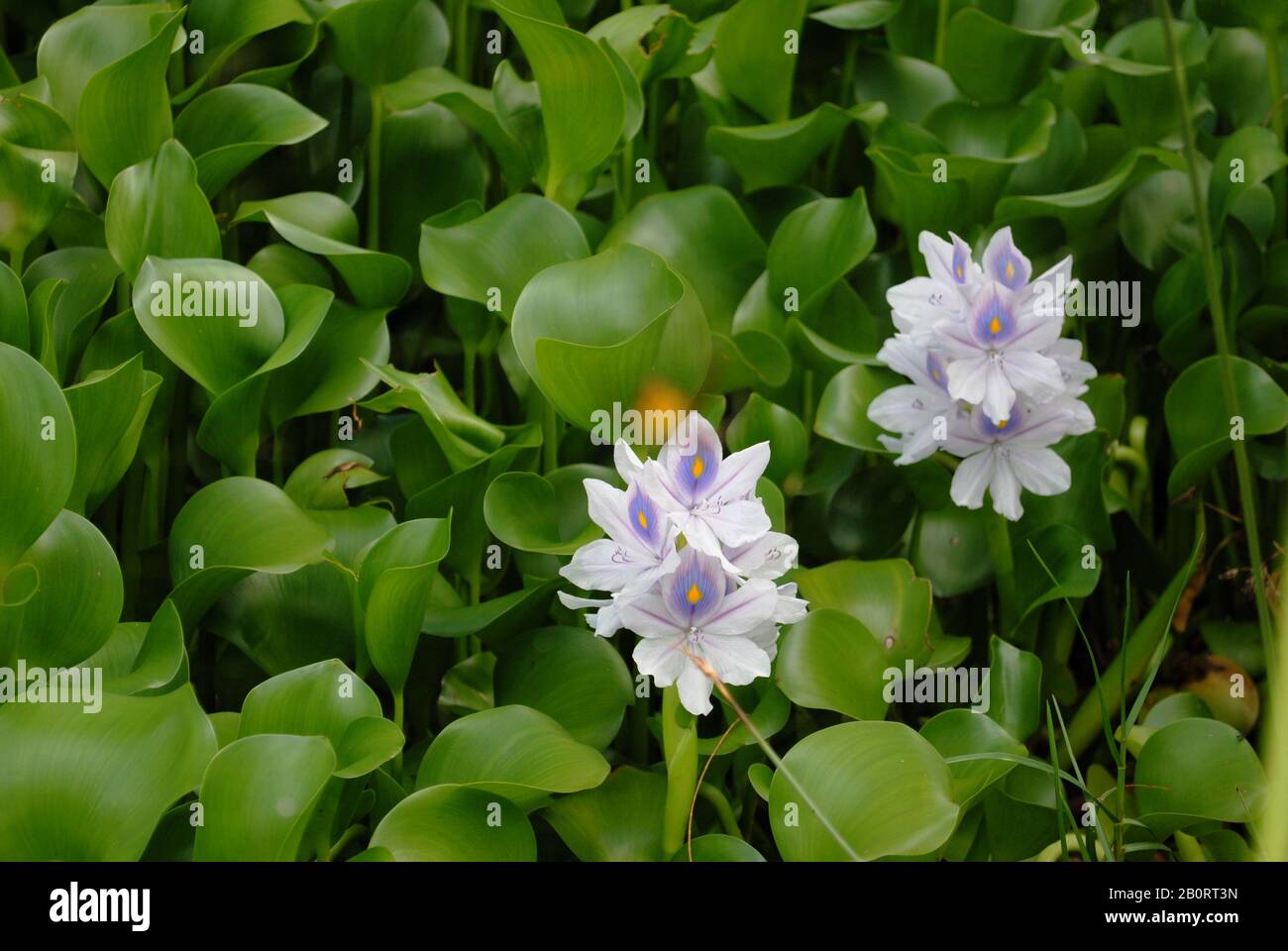 Two flowers in swamp hi-res stock photography and images - Alamy