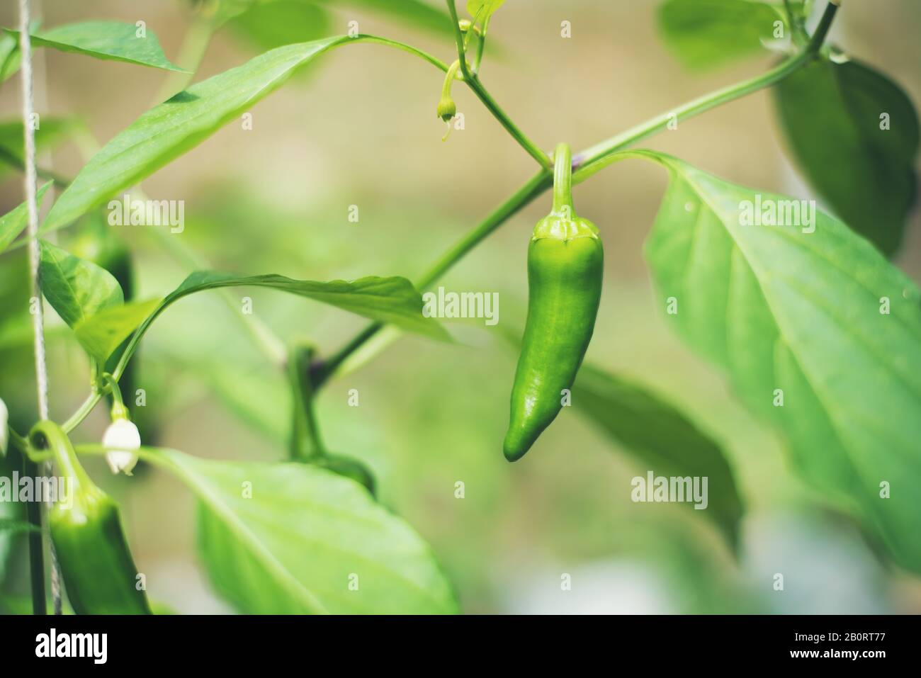 Green chili tree on in garden Stock Photo - Alamy