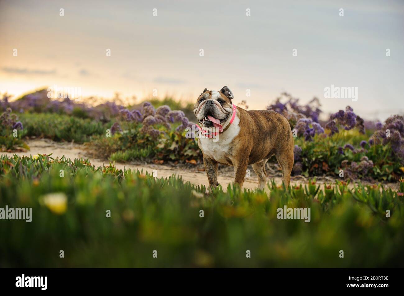 English bulldog outside hi-res stock photography and images - Alamy