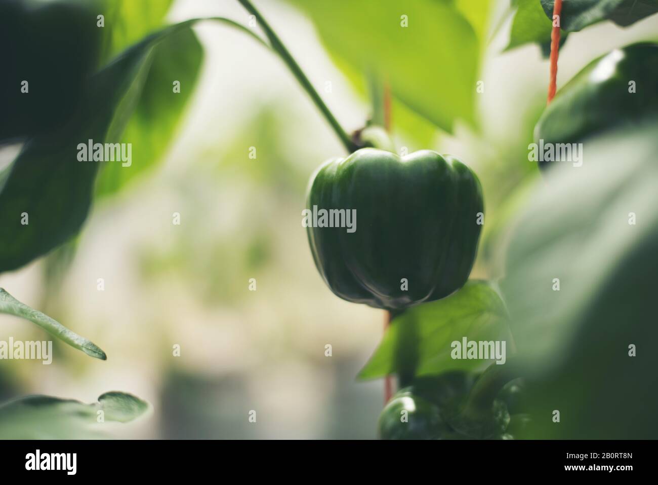 Green chili tree on in garden Stock Photo - Alamy