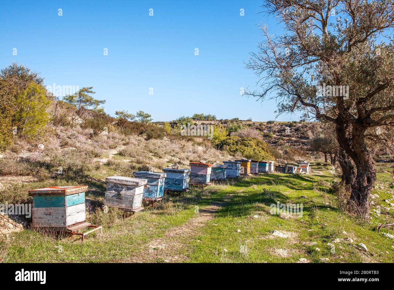 Bees active hi-res stock photography and images - Alamy