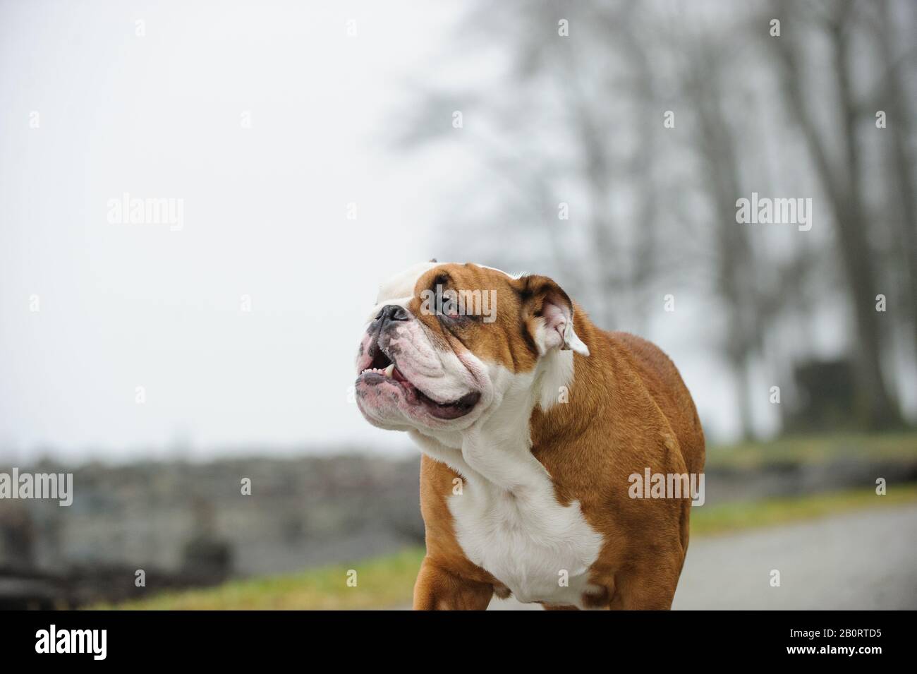 English Bulldog outdoor portrait Stock Photo - Alamy