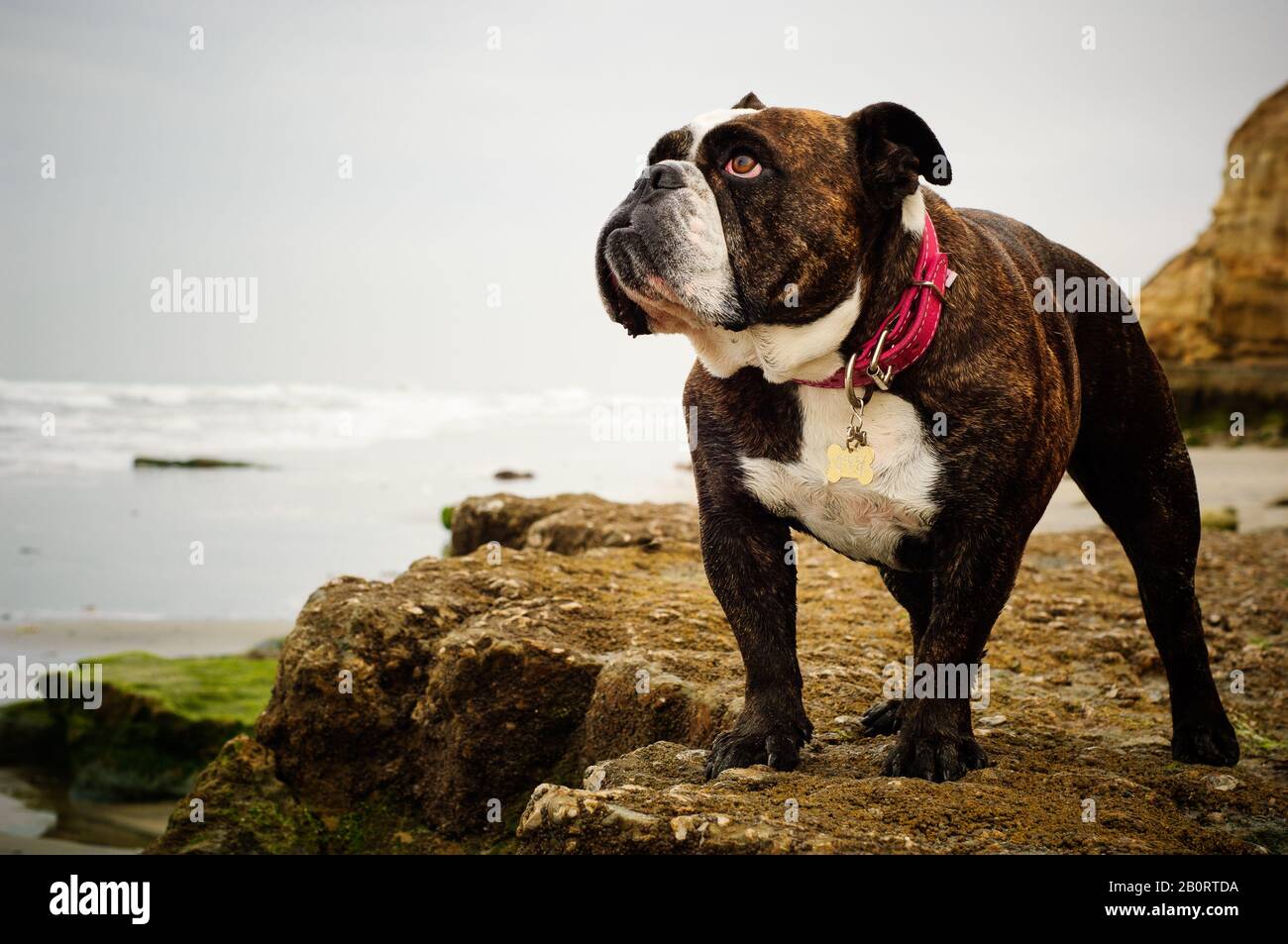 English Bulldog outdoor portrait Stock Photo - Alamy