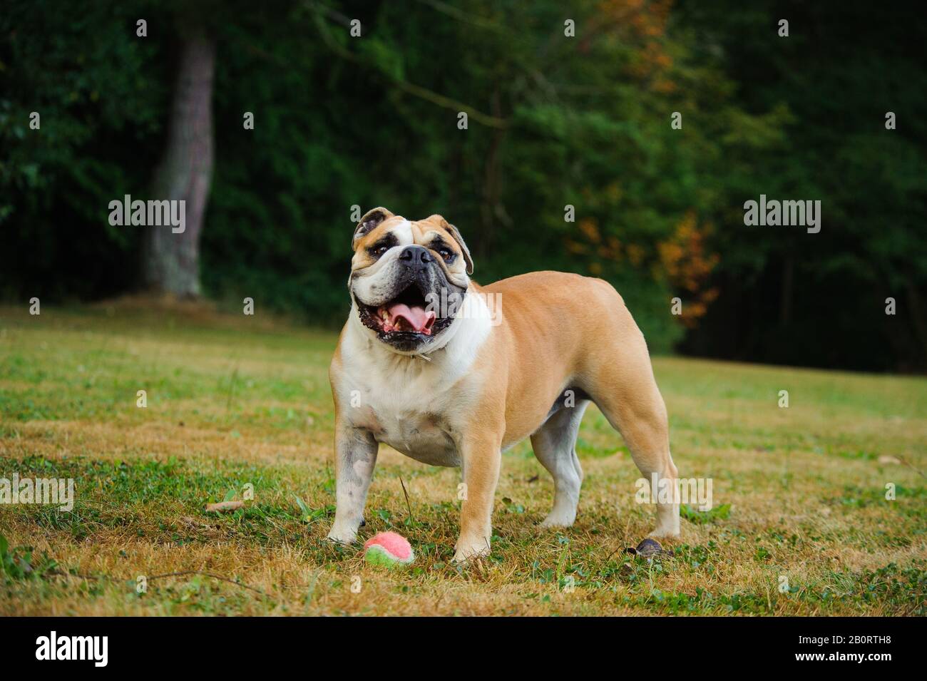 English Bulldog outdoor portrait Stock Photo - Alamy