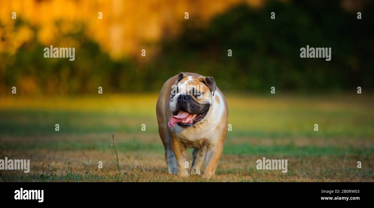 English Bulldog outdoor portrait Stock Photo - Alamy