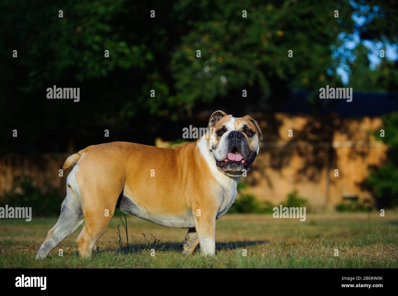 English Bulldog outdoor portrait Stock Photo - Alamy