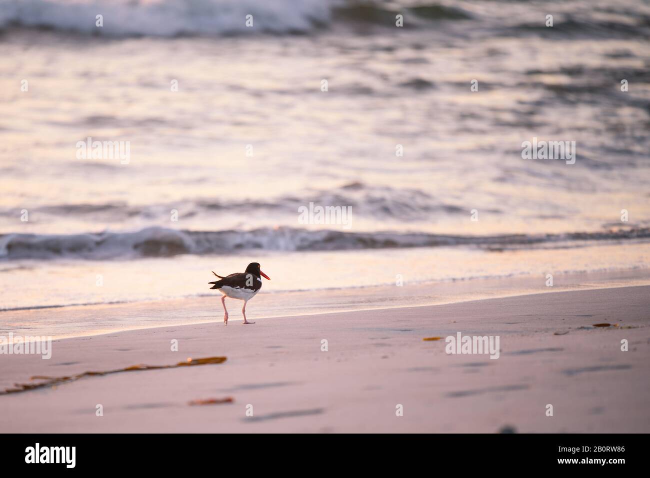 Little bird in sunset Stock Photo - Alamy