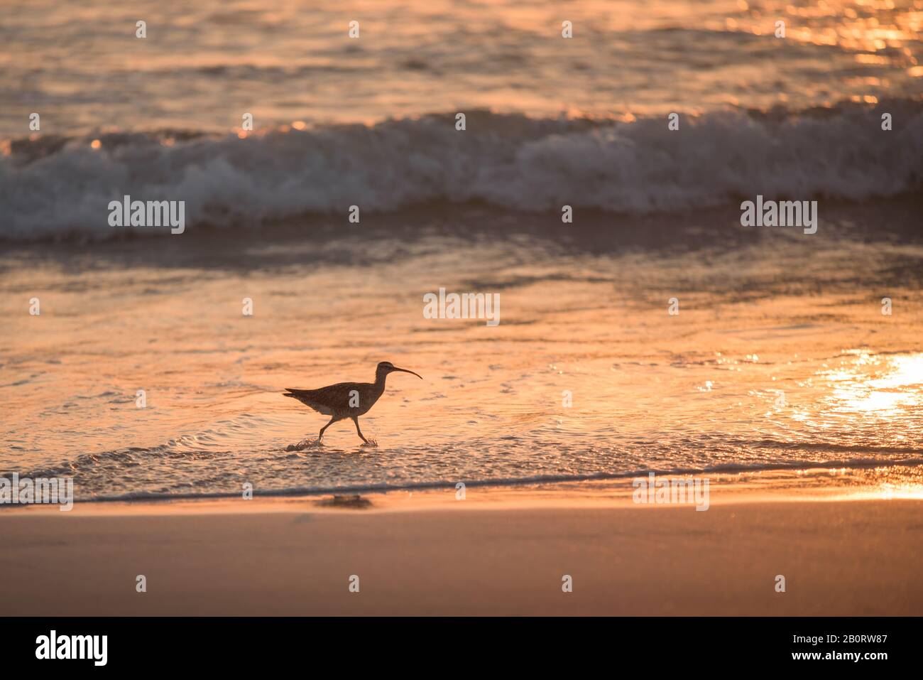 Little bird in sunset Stock Photo - Alamy