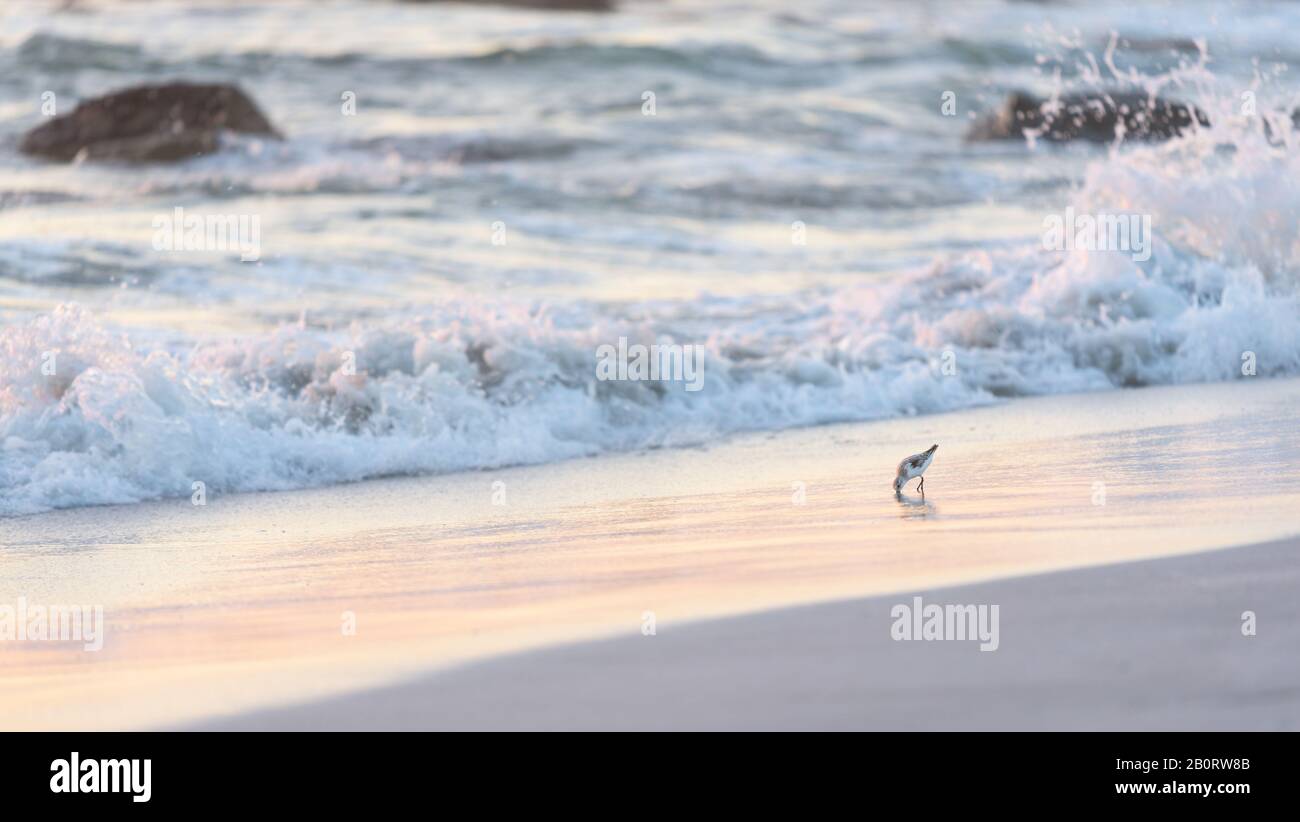 Little bird in sunset Stock Photo - Alamy