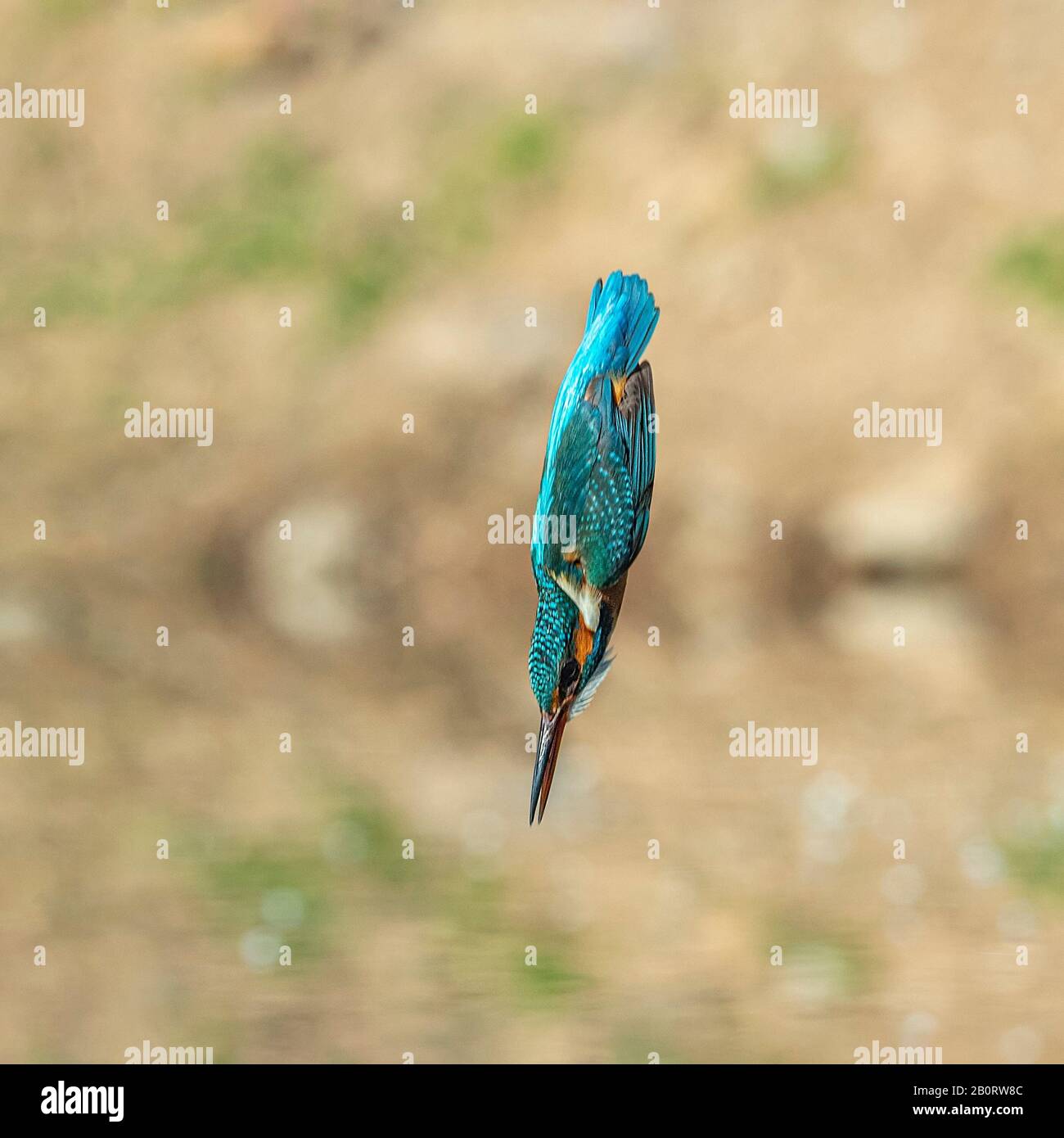 Duck Beak High Resolution Stock Photography and Images - Alamy