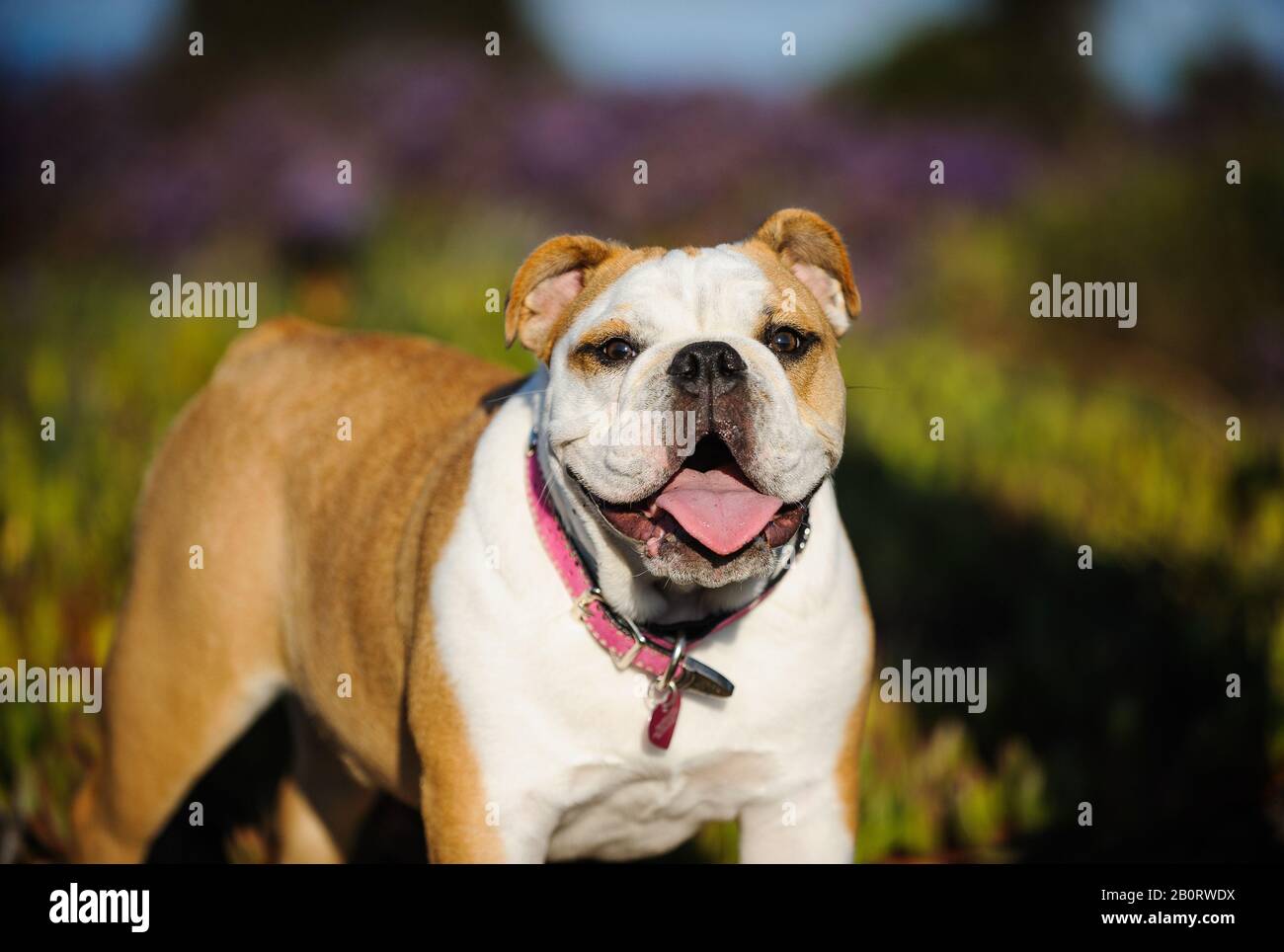 English Bulldog outdoor portrait Stock Photo - Alamy