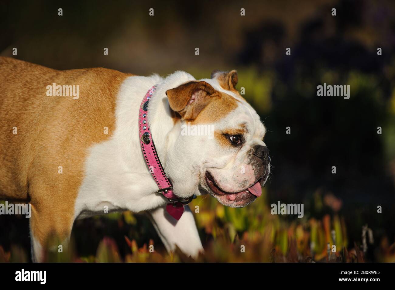 English Bulldog outdoor portrait Stock Photo - Alamy