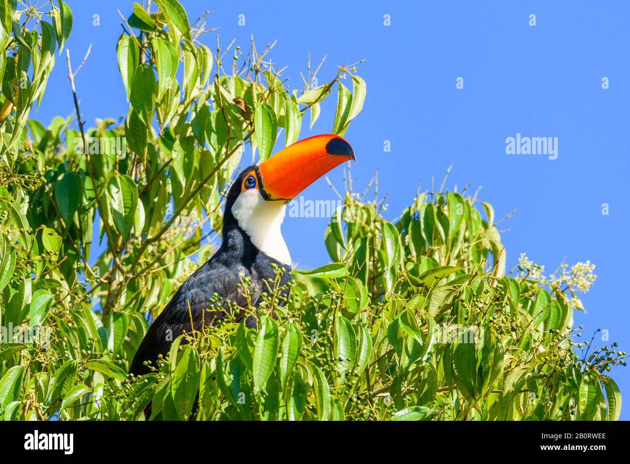 Wild Toucan on the rainforest Stock Photo - Alamy