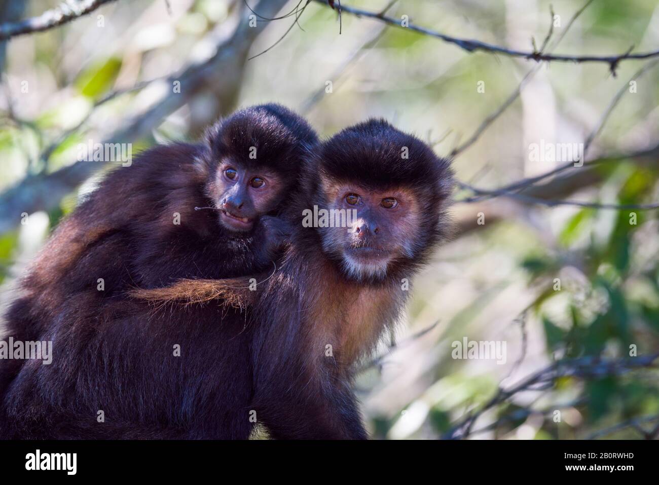 Couple brasil hi-res stock photography and images - Alamy