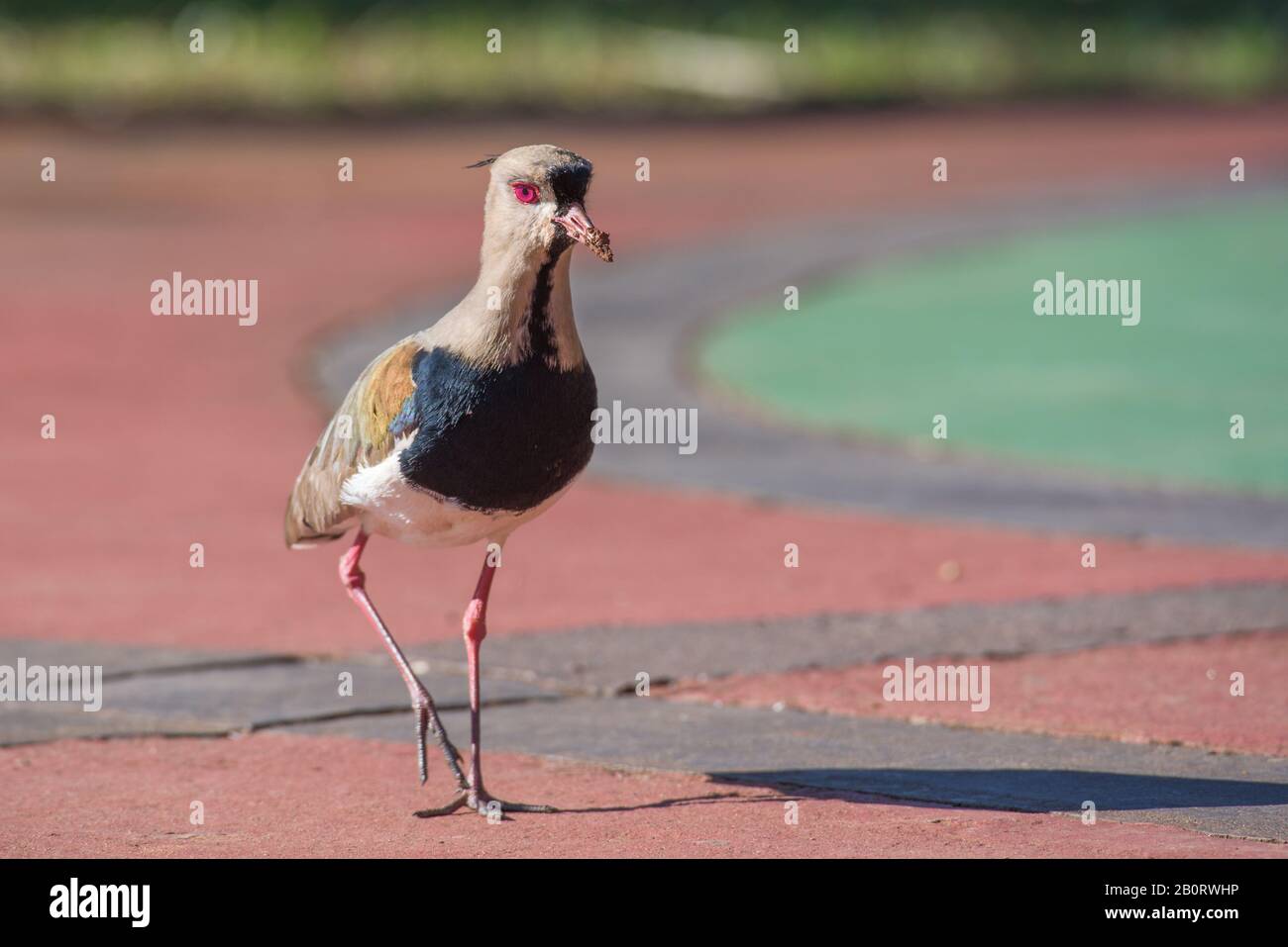 Bird red heron hi-res stock photography and images - Alamy
