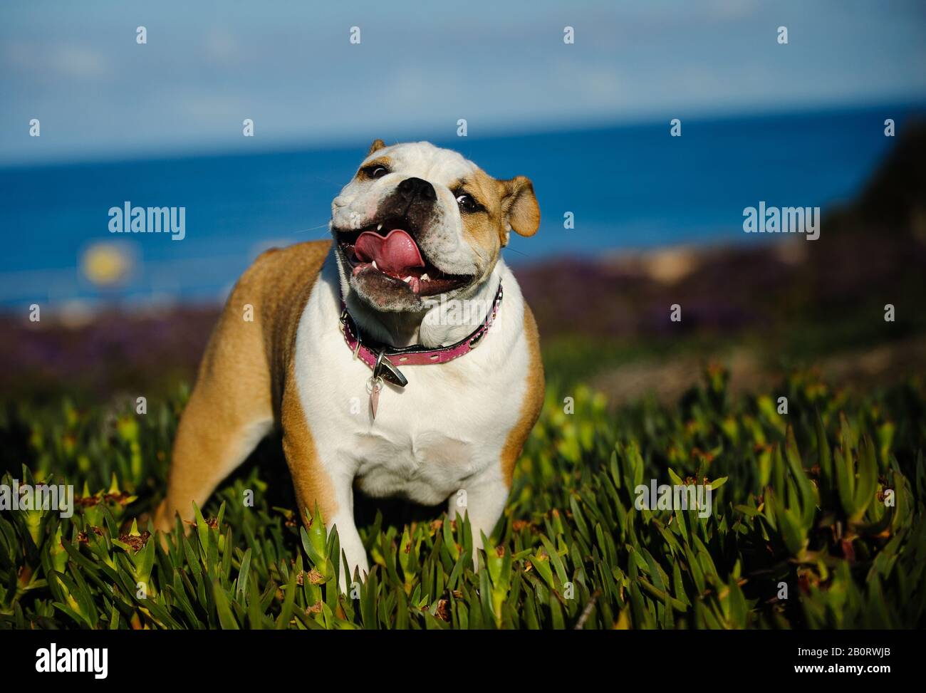 English Bulldog outdoor portrait Stock Photo - Alamy