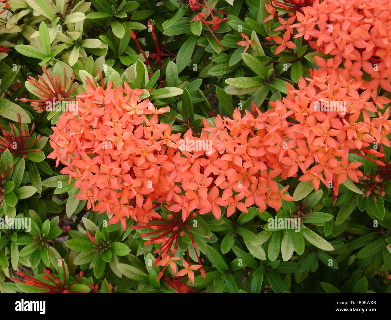 Bouquet of santan flowers hi-res stock photography and images - Alamy