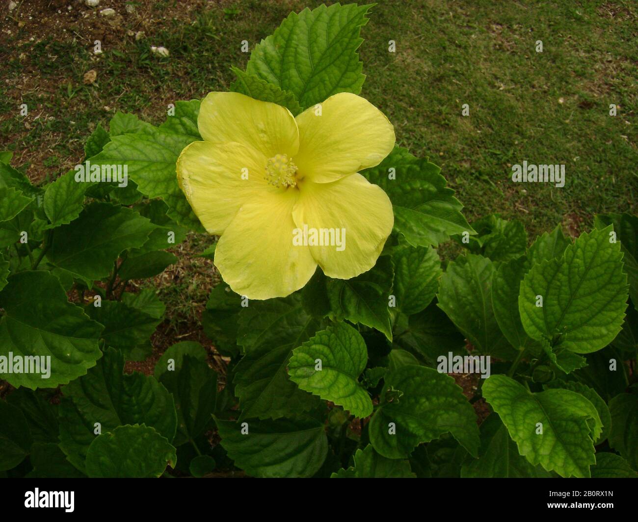 Blooming downward hi-res stock photography and images - Alamy