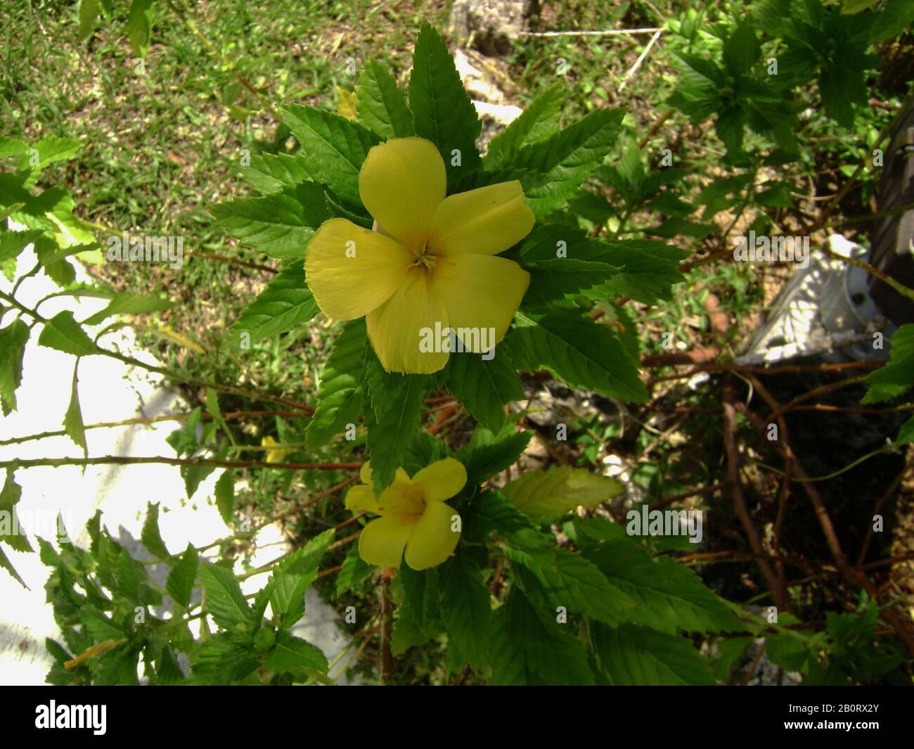 Blooming downward hi-res stock photography and images - Alamy