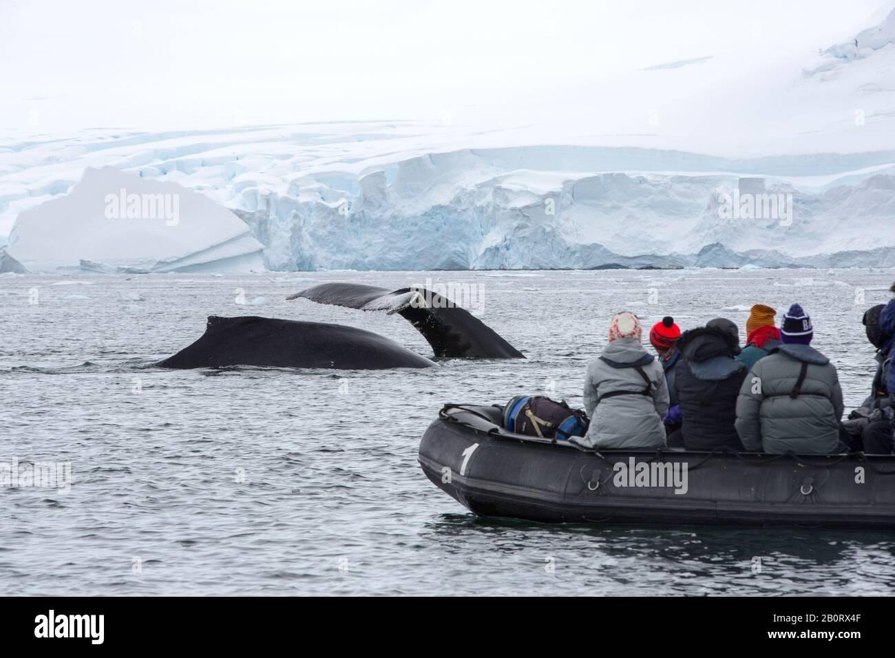 Humpback Whale, Megaptera novaeangliae feeding in Fournier Bay in the ...
