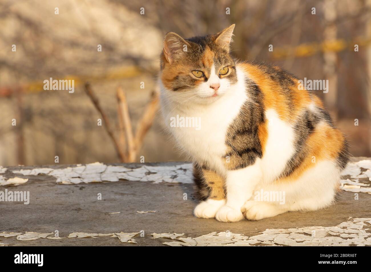 Most beautiful cat hi-res stock photography and images - Alamy