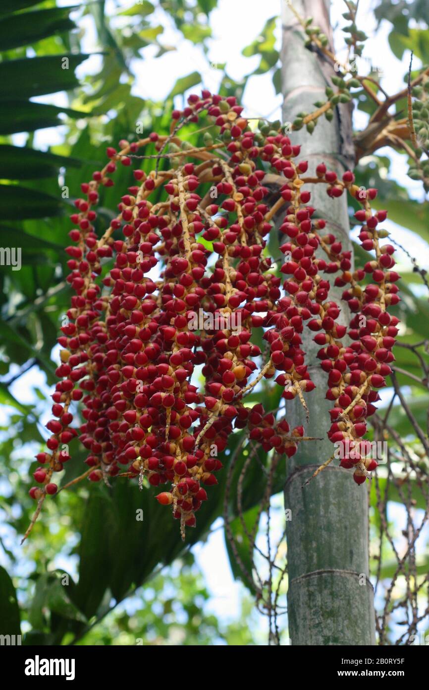 Betelnut tree hi-res stock photography and images - Alamy