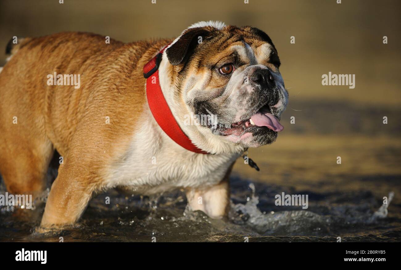 English Bulldog outdoor portrait Stock Photo - Alamy
